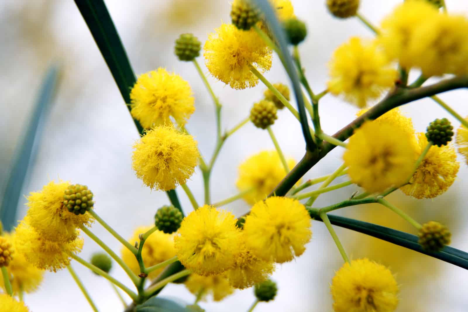 10 Native Florida Trees to Plant in Your Garden - Cape Coral Landscape ...