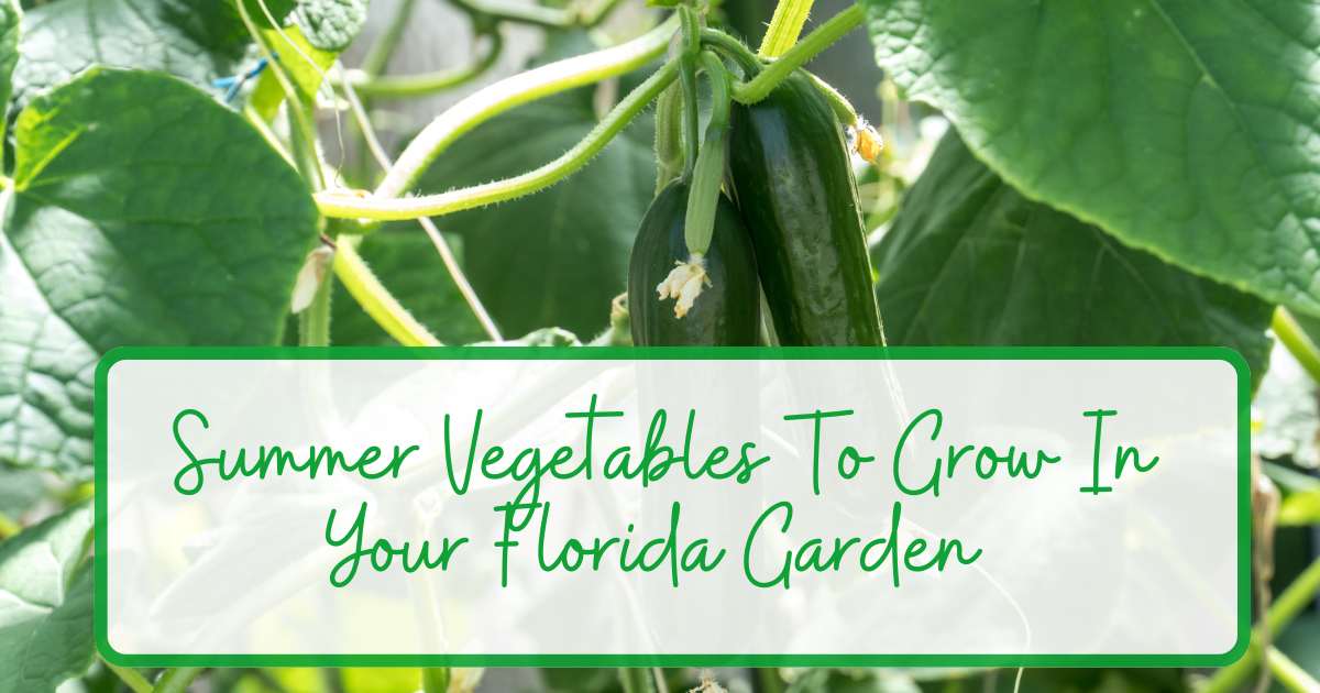 Your Guide to Florida's Summer Vegetable Garden
