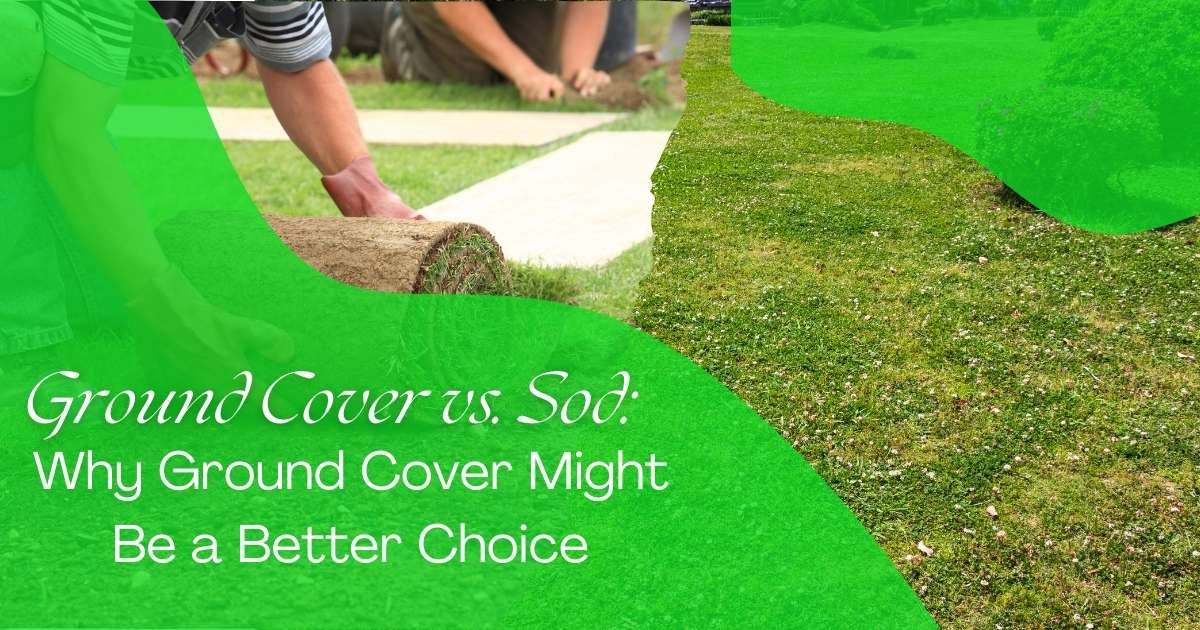 Ground Cover vs. Sod: Why Ground Cover Might Be a Better Choice - Cape ...