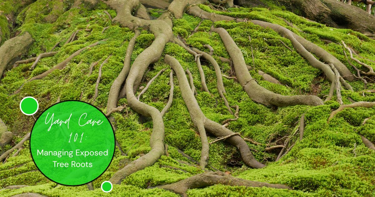 Yard Care 101: Managing Exposed Tree Roots - Cape Coral Landscape ...